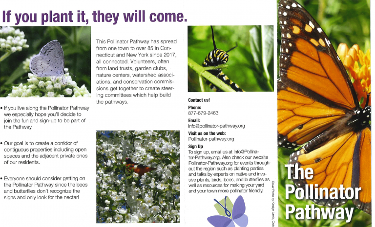 Pollinator Pathway & Sunflower Project – North Branford Libraries