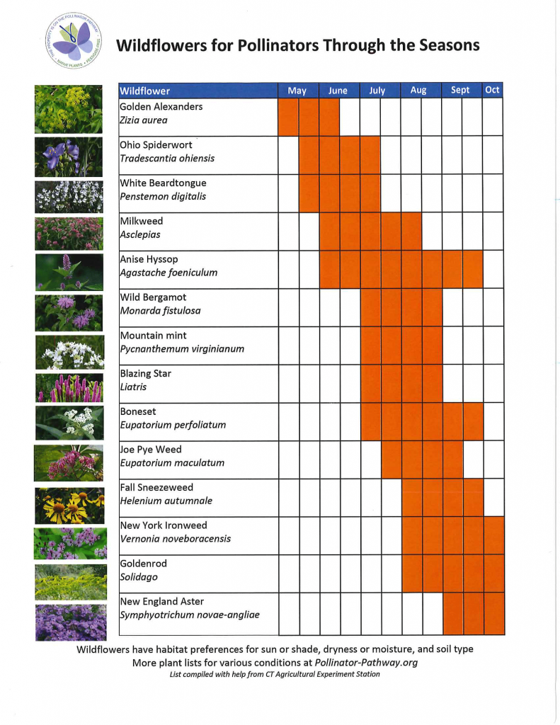 Pollinator Pathway & Sunflower Project – North Branford Libraries